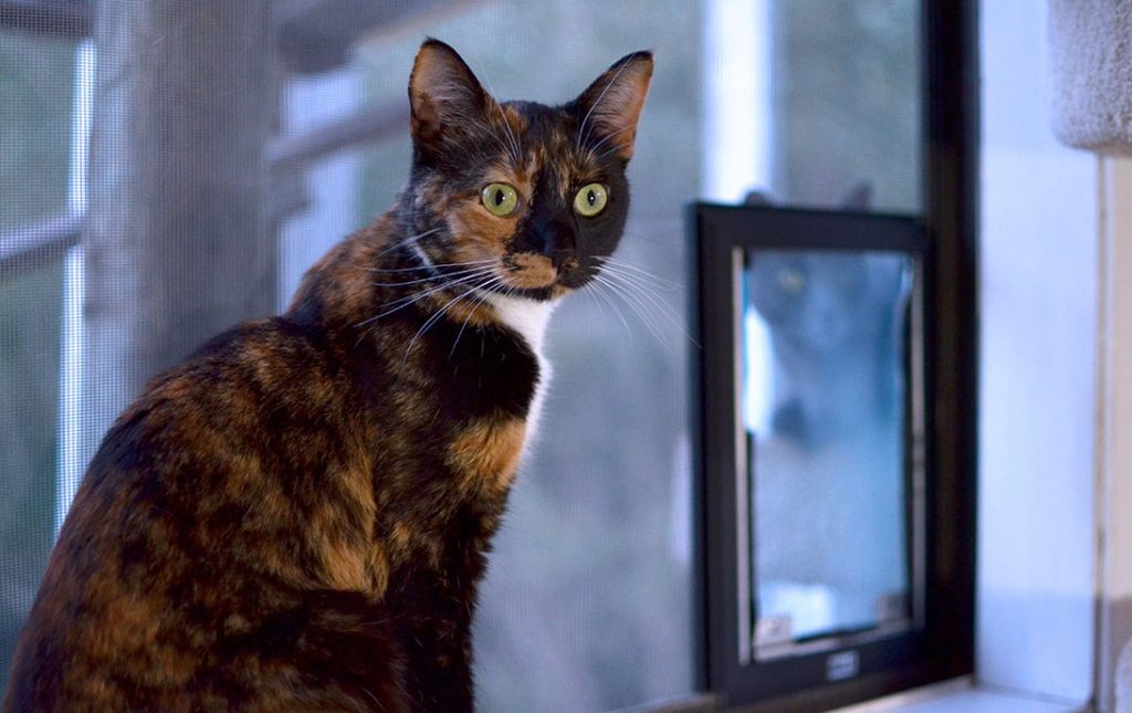 When Are Cats Fully Grown | Predict Your Cat's Adult Size